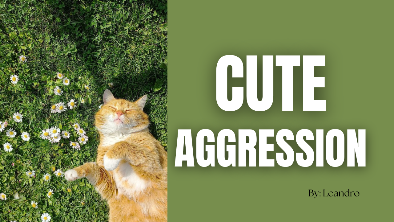 So Cute It Hurts! | Talk 4 impact